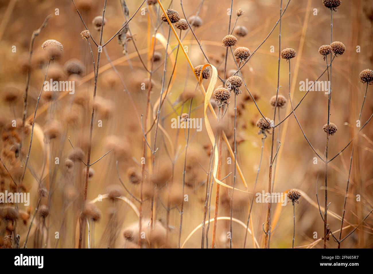 Field Balm High Resolution Stock Photography and Images - Alamy