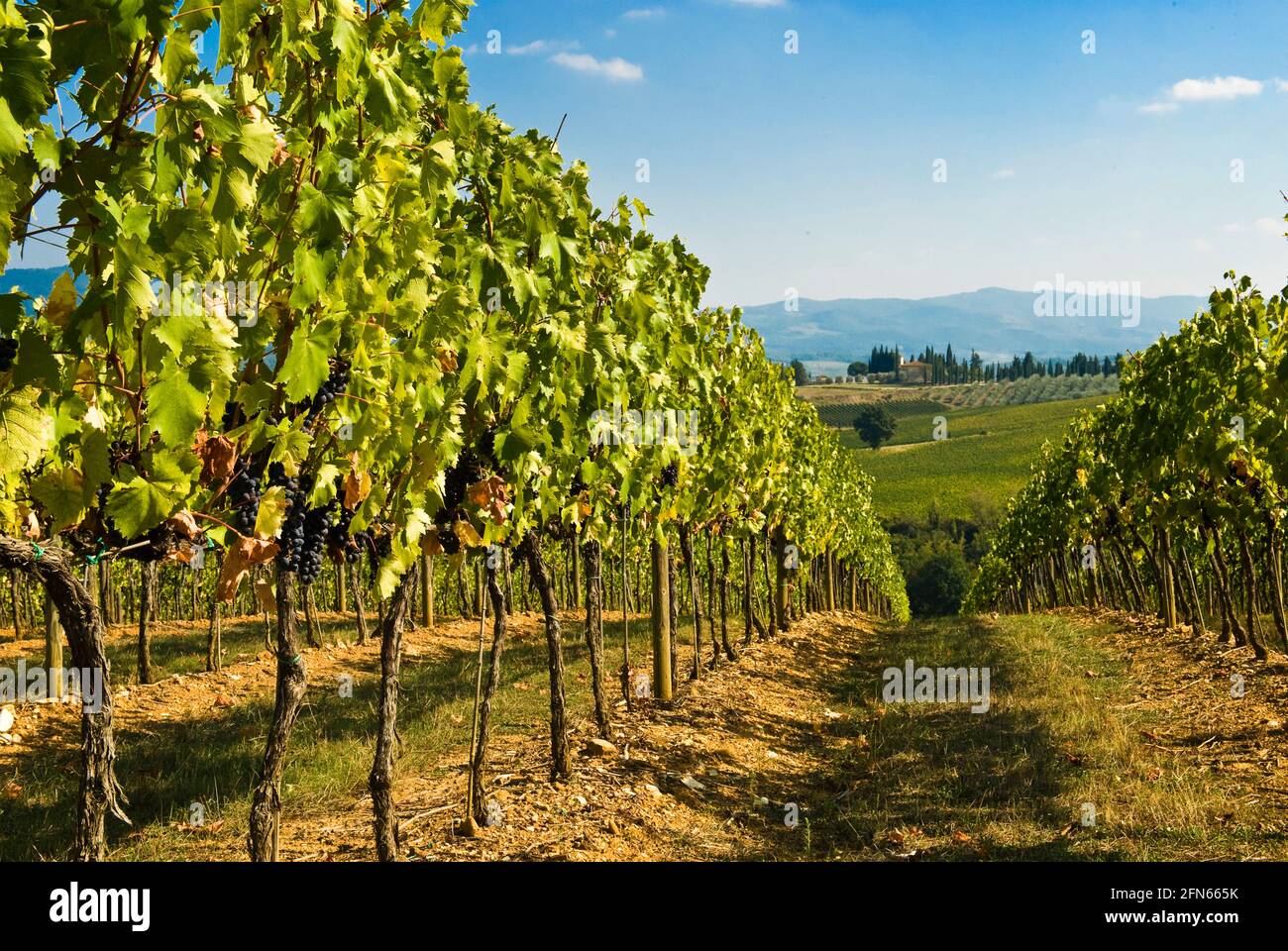 Italy winery scenic hill panorama hi-res stock photography and images ...