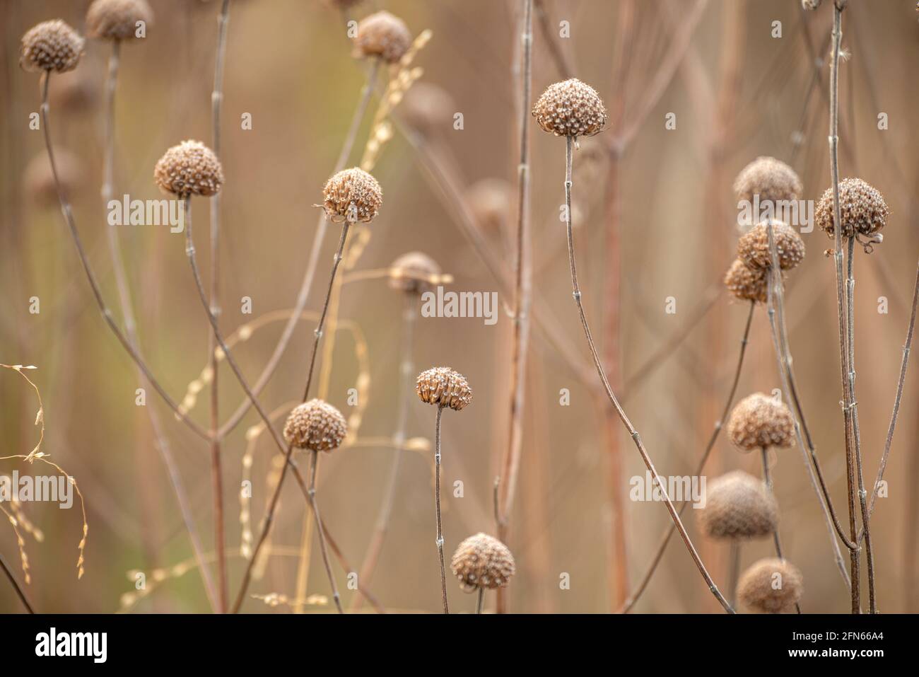 Wild bergamot (bee balm) seed head in fall field, NJ Stock Photo - Alamy