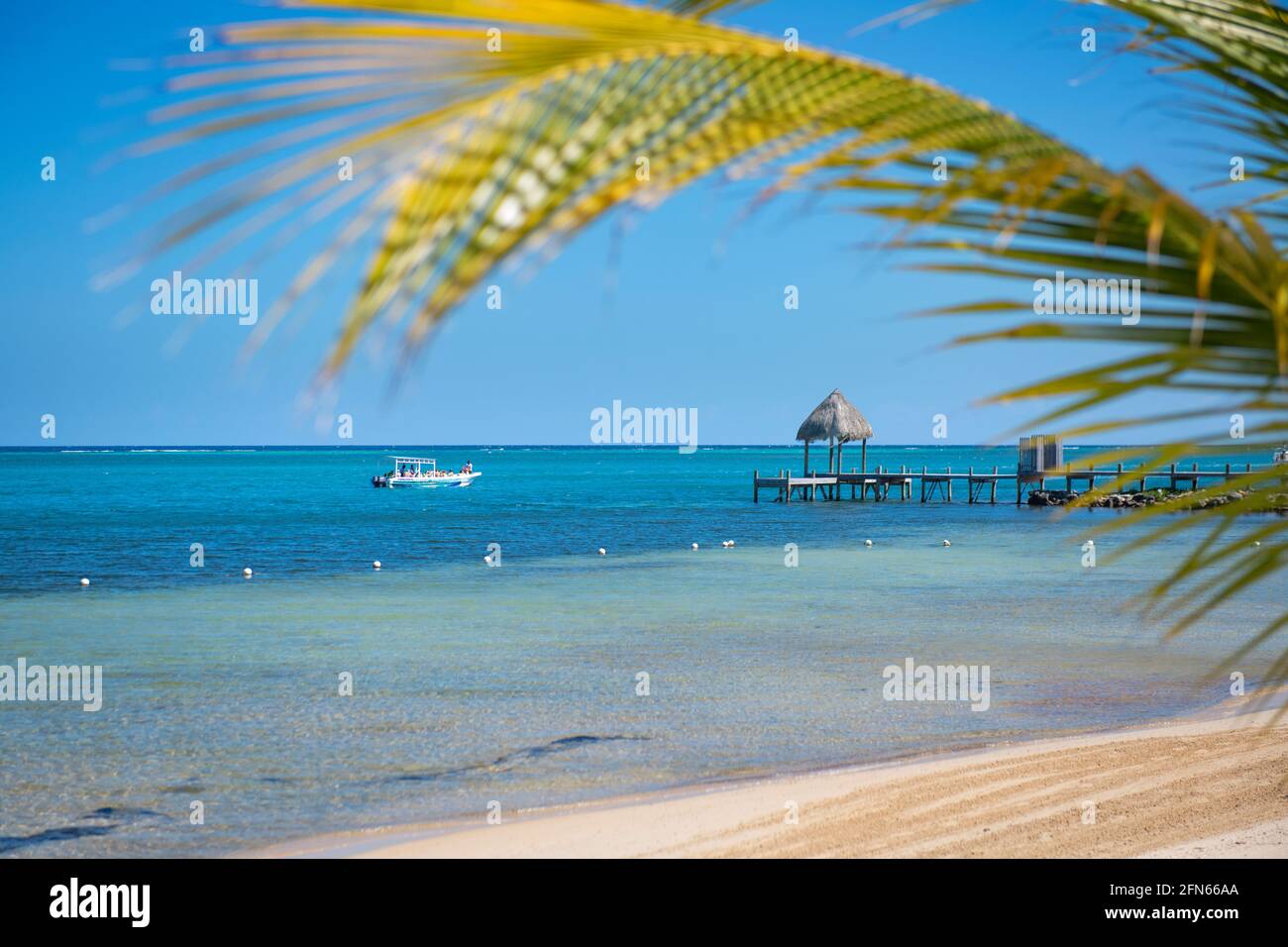 Bay leaf caribbean hi-res stock photography and images - Alamy