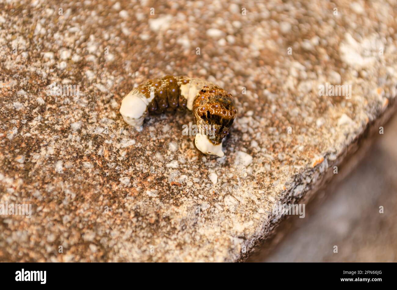 Swallowtail Butterfly Larva On Concrete Pavement Stock Photo - Alamy