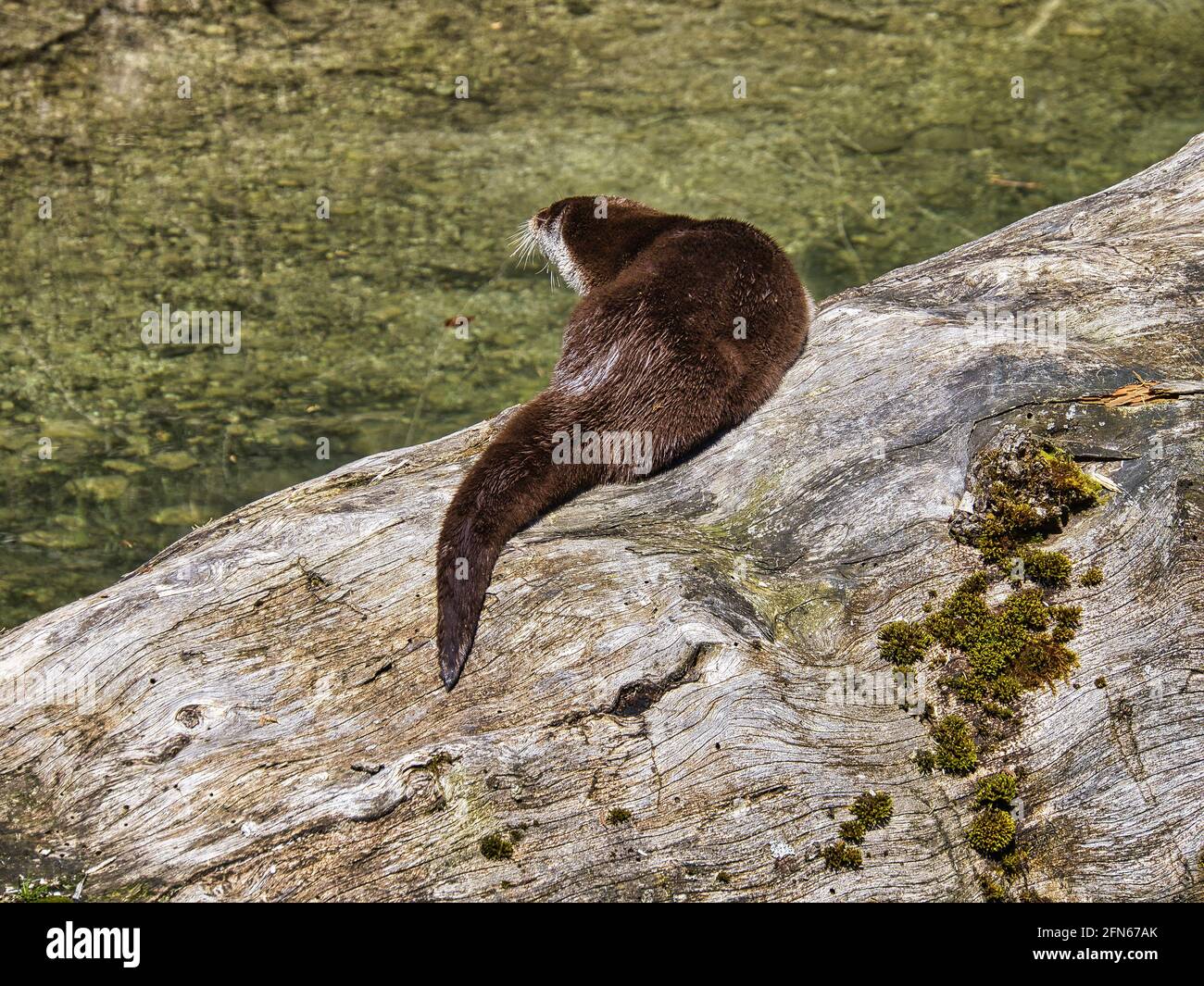 Eurasian river otter while sunbathing Stock Photo - Alamy