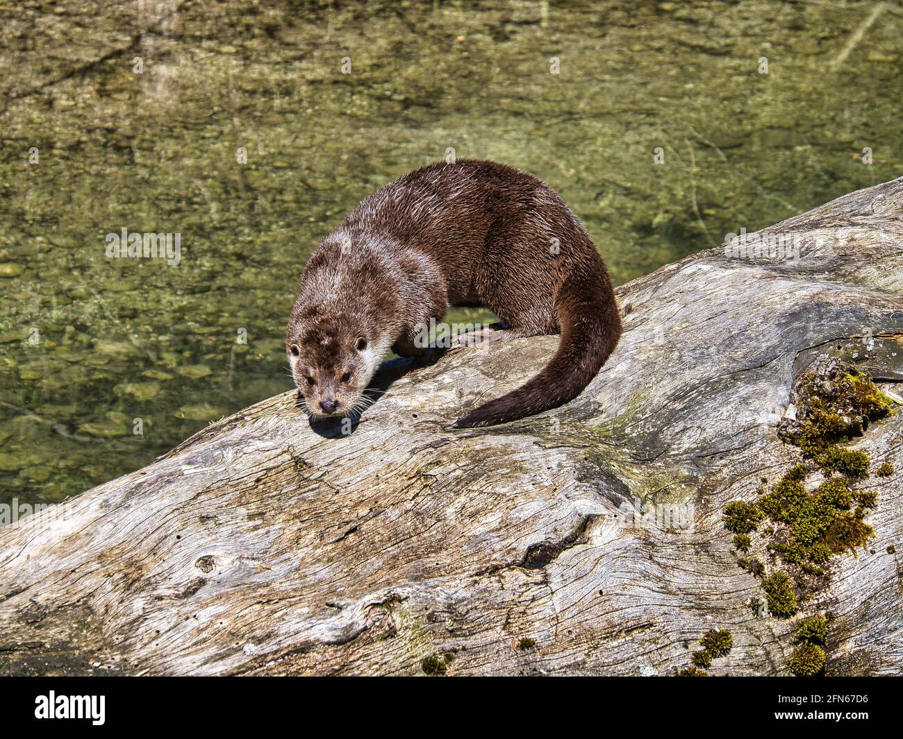 Otter rock marine reserve hi-res stock photography and images - Alamy