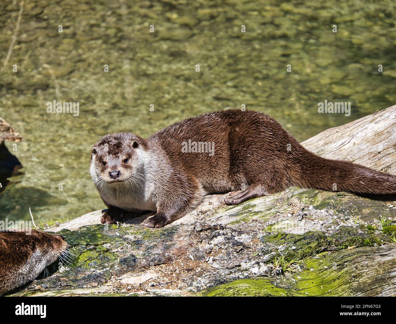 Eurasian river otter while sunbathing Stock Photo - Alamy