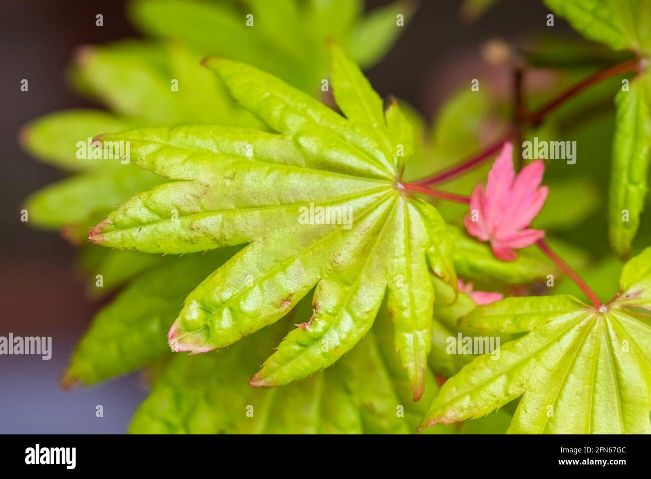 Cut leaf japanese maple hi-res stock photography and images - Alamy
