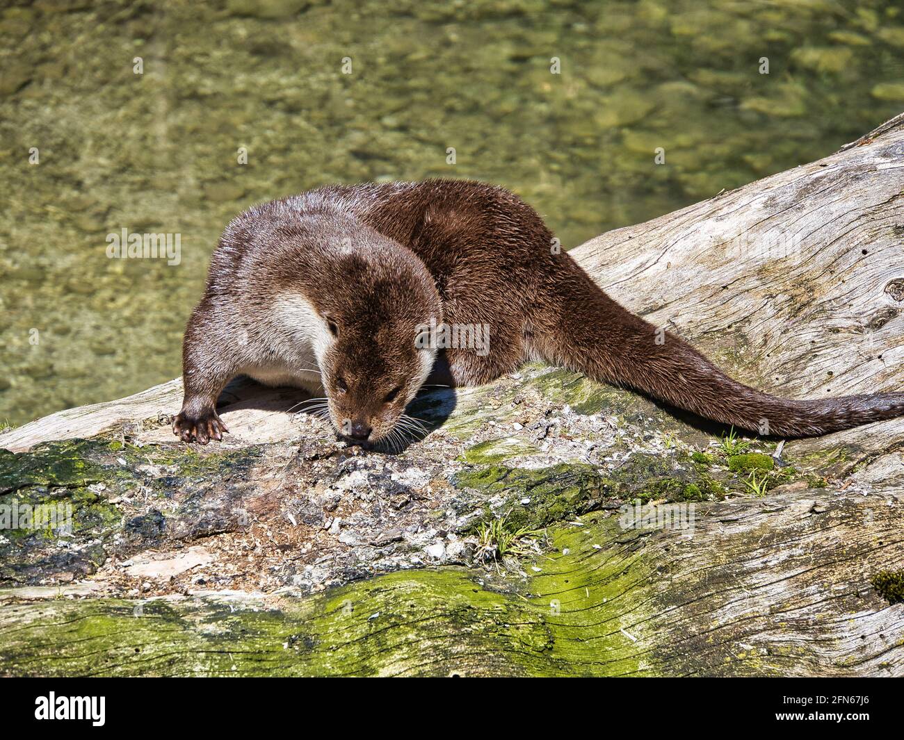Otter rock marine reserve hi-res stock photography and images - Alamy