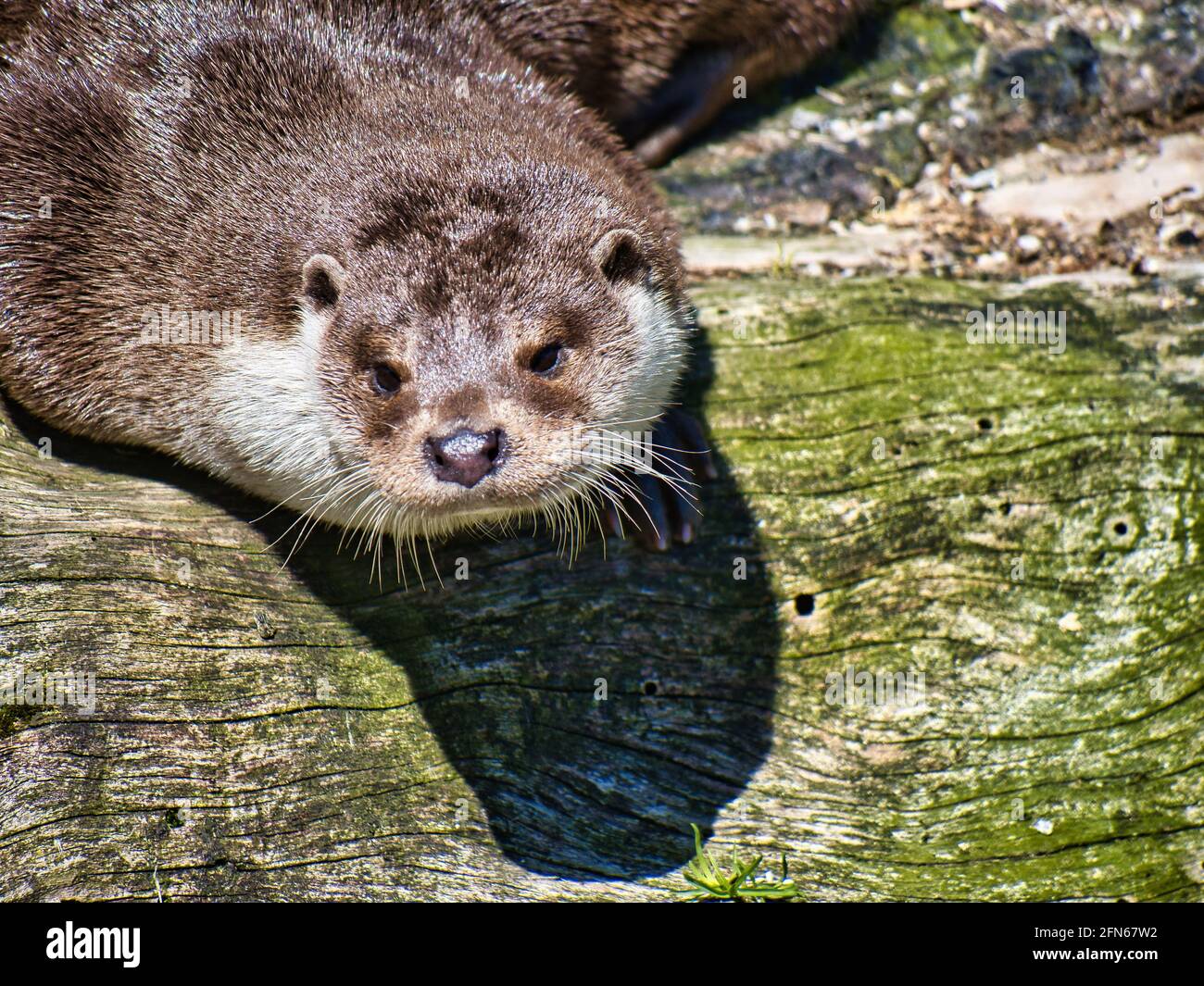 River Otter Valley High Resolution Stock Photography and Images - Alamy