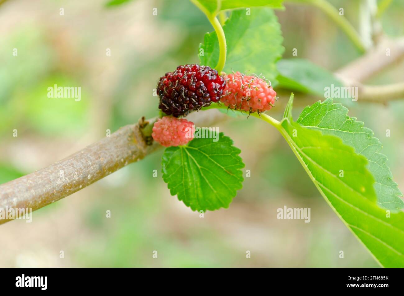 Wild mulberries hi-res stock photography and images - Alamy