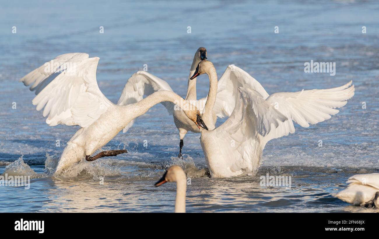 Large arctic tundra swans fighting over territory in northern Canada ...