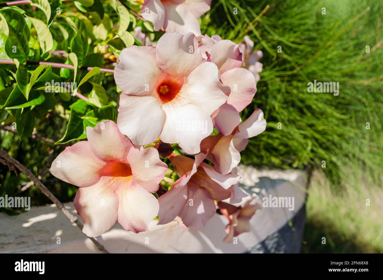 Allamanda violacea hybrida hi-res stock photography and images - Alamy