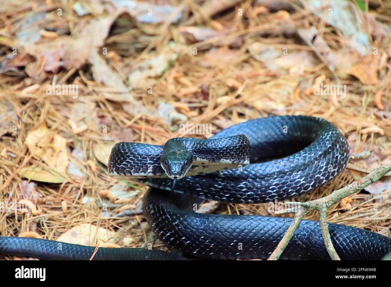 Eastern Rat snake Stock Photo - Alamy