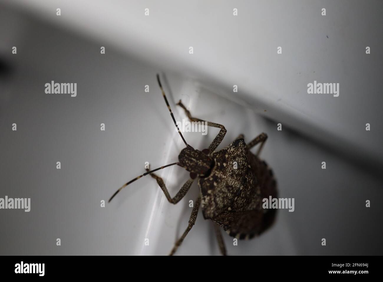 Brown Marmorated Stink bug Stock Photo - Alamy