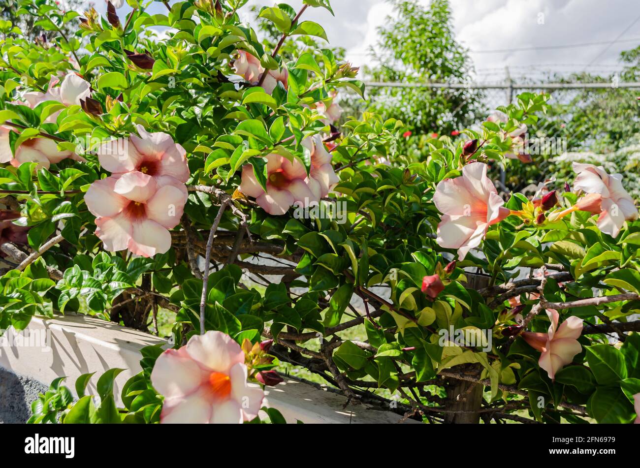 Allamanda Tree With Flowers Stock Photo - Alamy