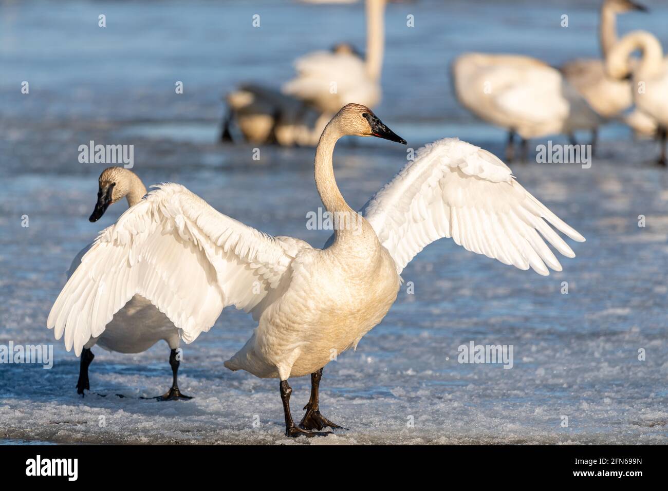 Wild arctic tundra trumpeter swan in open water about to take off to ...
