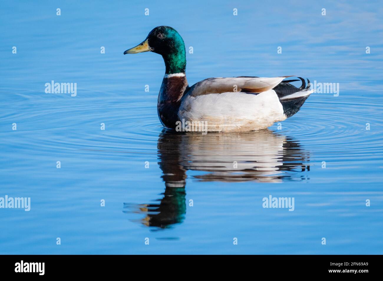 Mallards in lake winter hi-res stock photography and images - Alamy