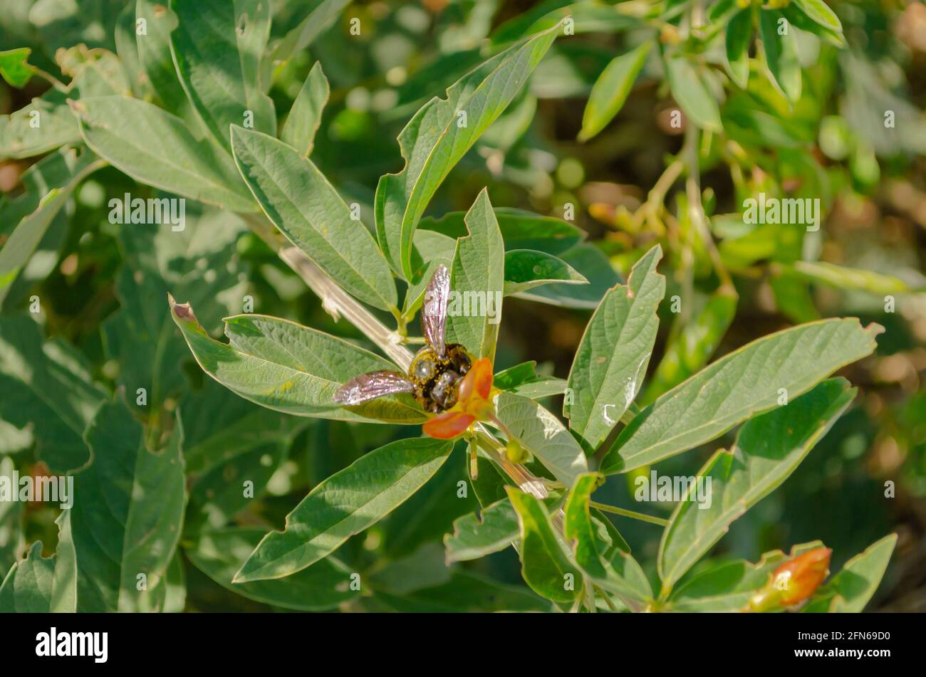 Flying Insect On Plant Blossom Stock Photo - Alamy