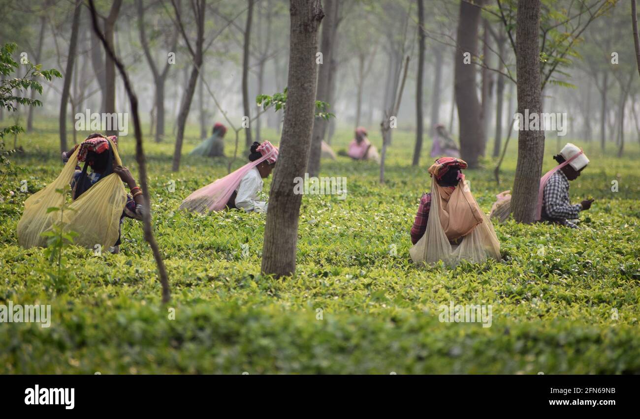 Tribes of assam hi-res stock photography and images - Alamy