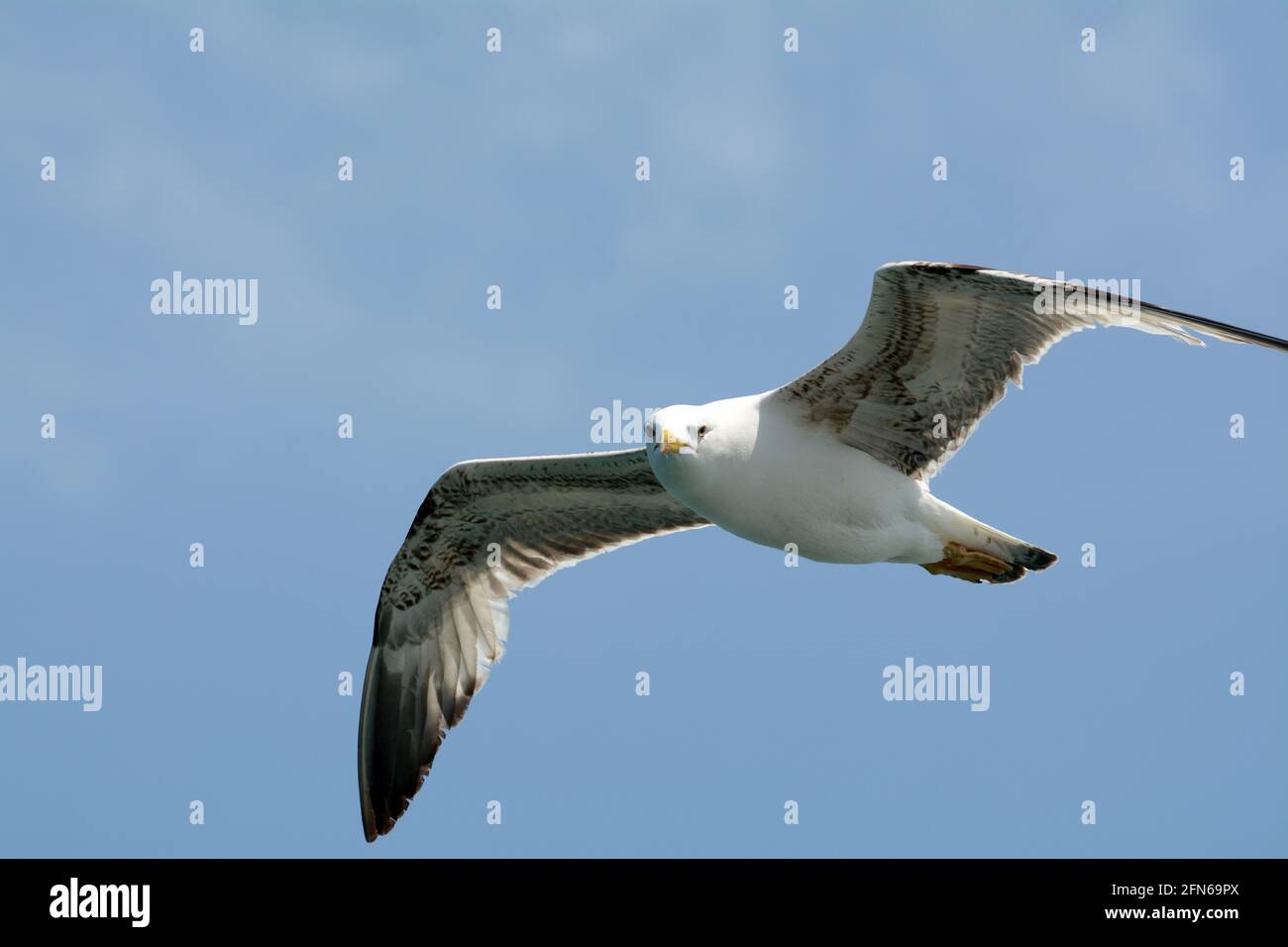 A single gull caught mid air against a plain blue sky. This one is ...