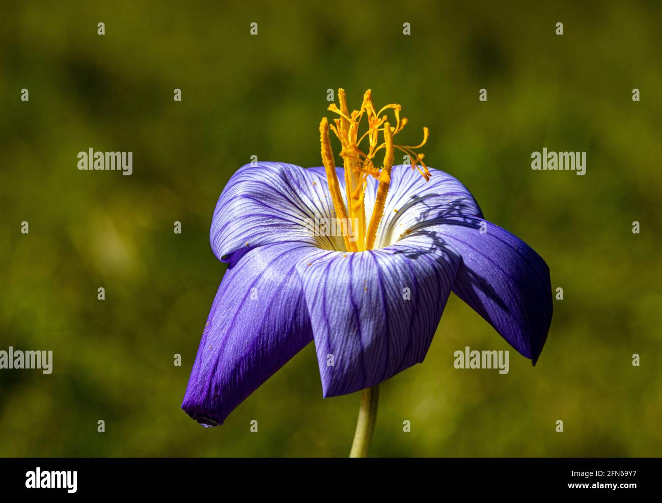 This close up photo of a blue colored Crocus flower reflects an amazing ...
