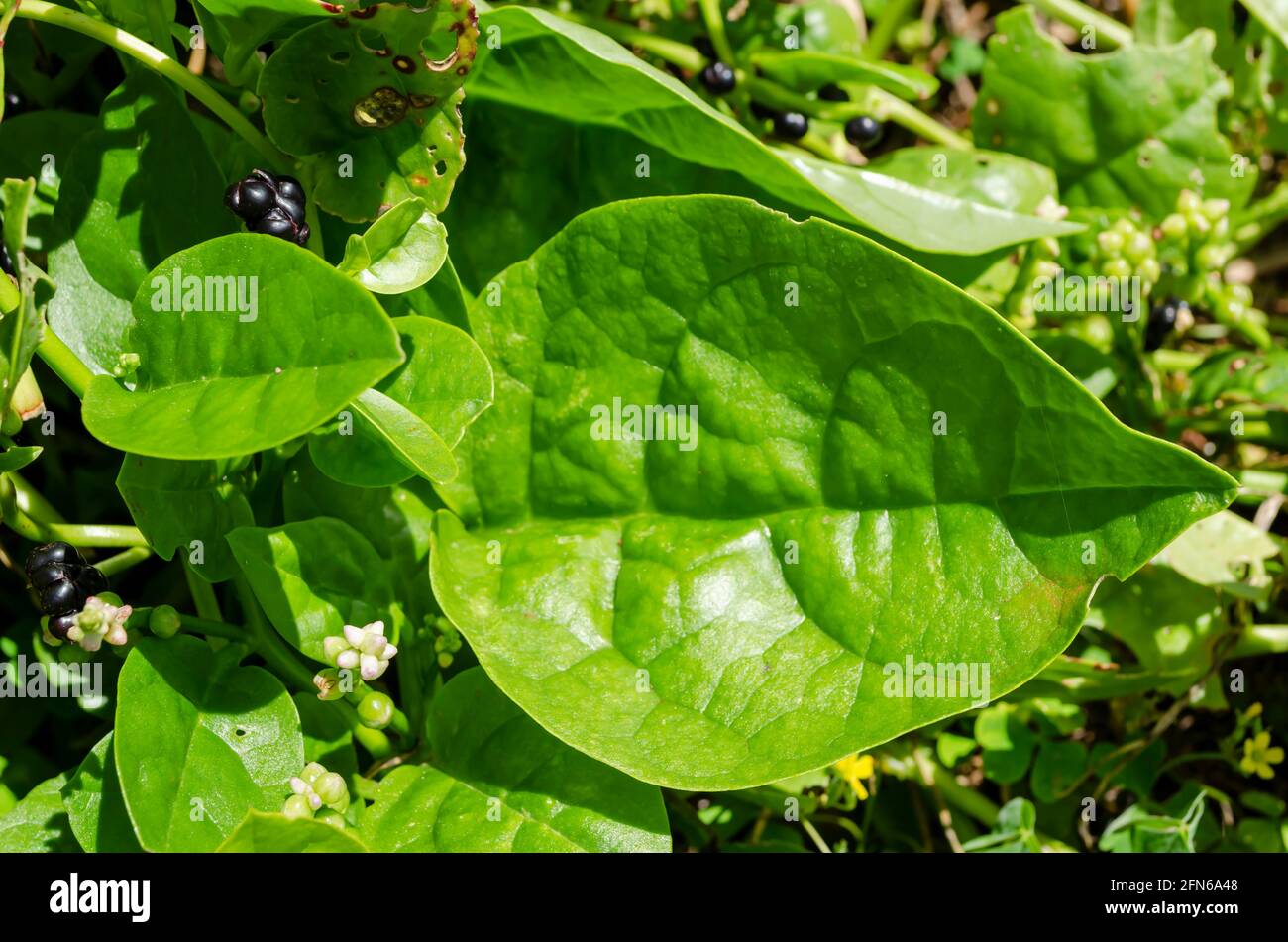 Basella alba natural hi-res stock photography and images - Alamy