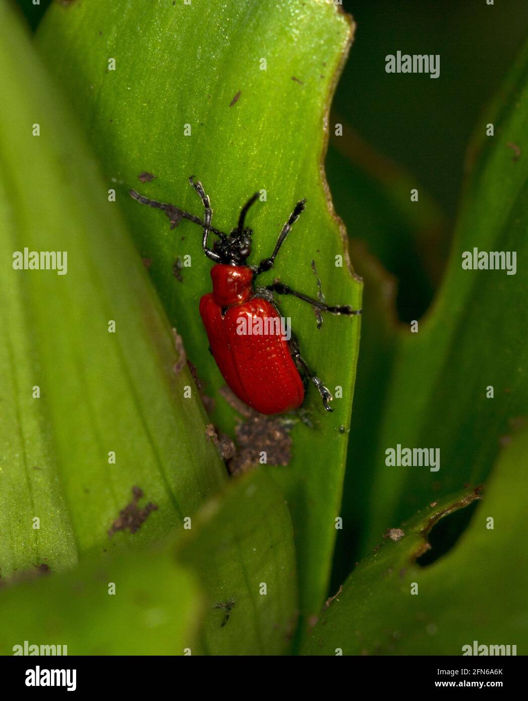 Lilioceris lilii lily beetle hi-res stock photography and images - Alamy