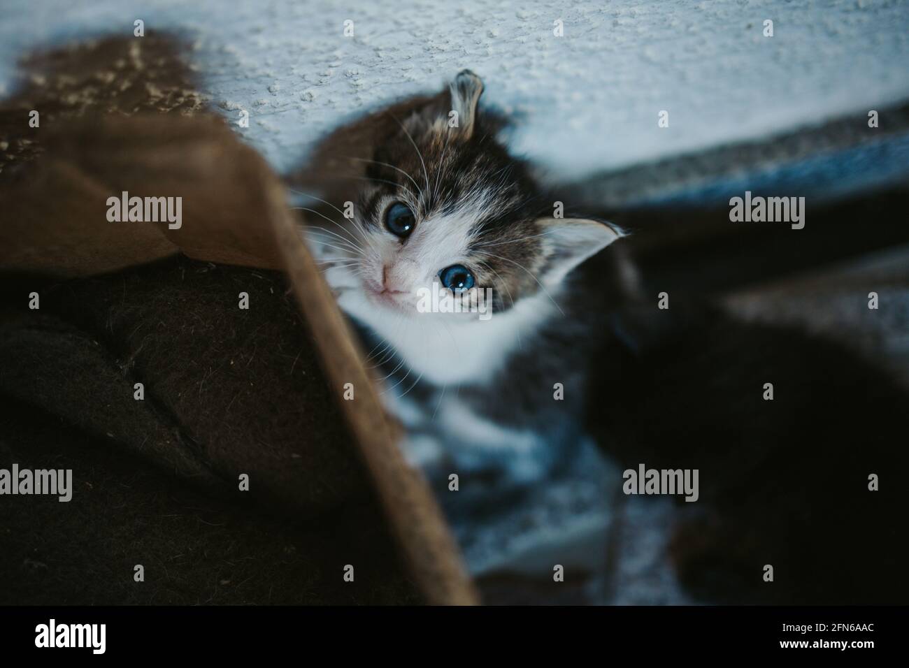 Overhead shot of a scared kitten looking up with its blue eyes Stock ...