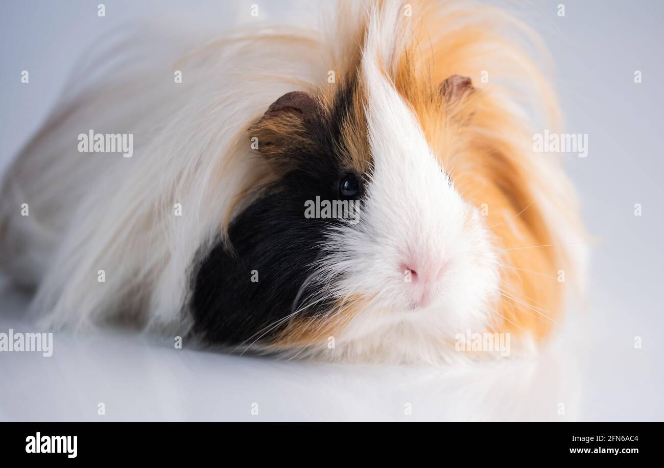 Tricolored fluffy guinea pig indoors Stock Photo - Alamy