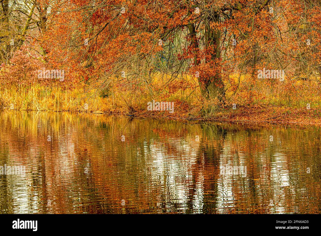 Fall oak tree reflection in pond, NJ, USA Stock Photo - Alamy