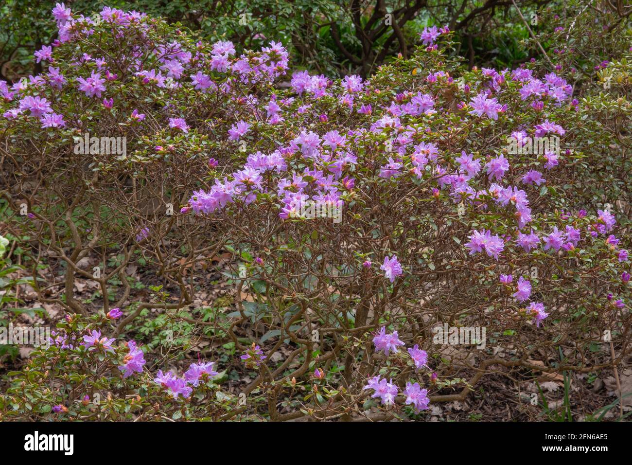 Rhododendron hippophaeoides blue silver, a small leaved compact shrub ...
