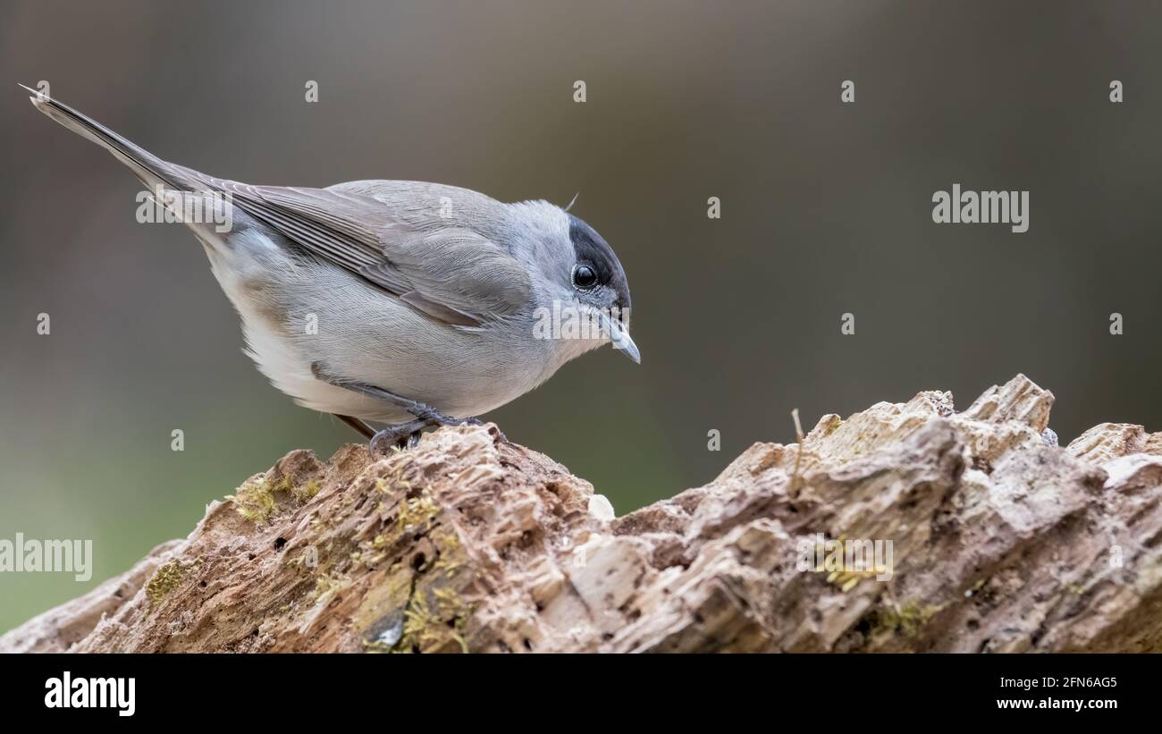 bird, natur, wild lebende tiere, tier, spatz, schnabel, wild, feather ...