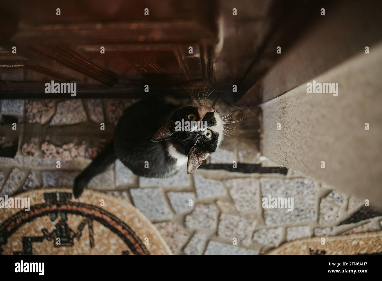 Overhead shot of a black and white cat looking up with its green eyes ...
