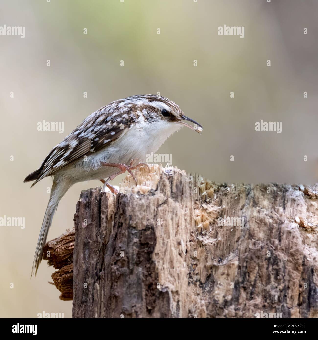 bird, natur, wild lebende tiere, tier, spatz, schnabel, wild, feather ...