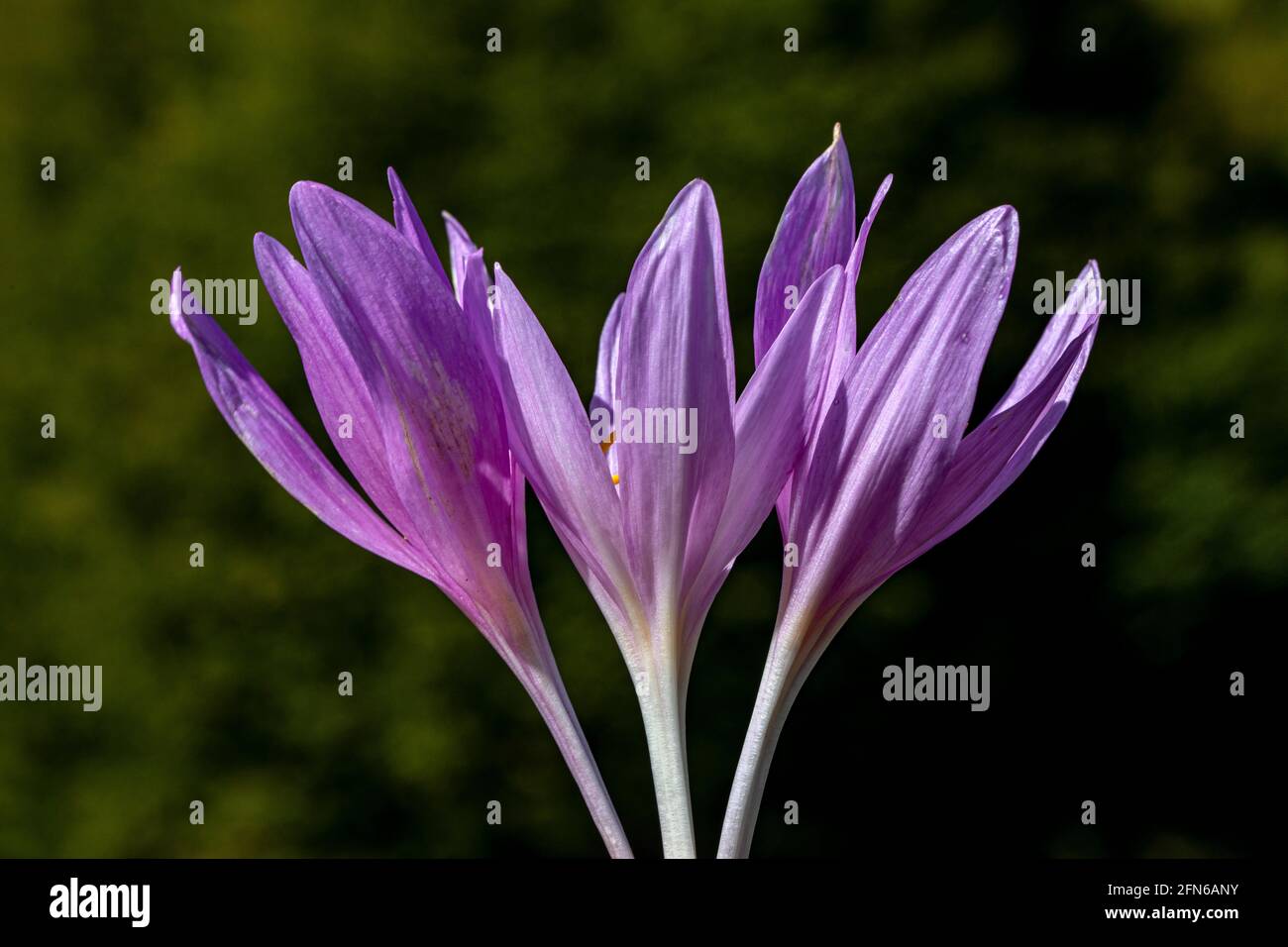 This close up photo of lilac colored Crocus flowers reflects an amazing ...