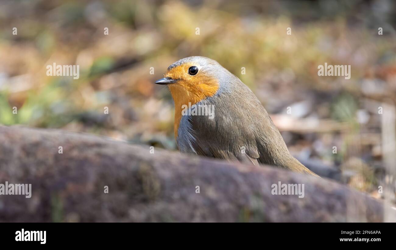 bird, natur, wild lebende tiere, tier, spatz, schnabel, wild, feather ...