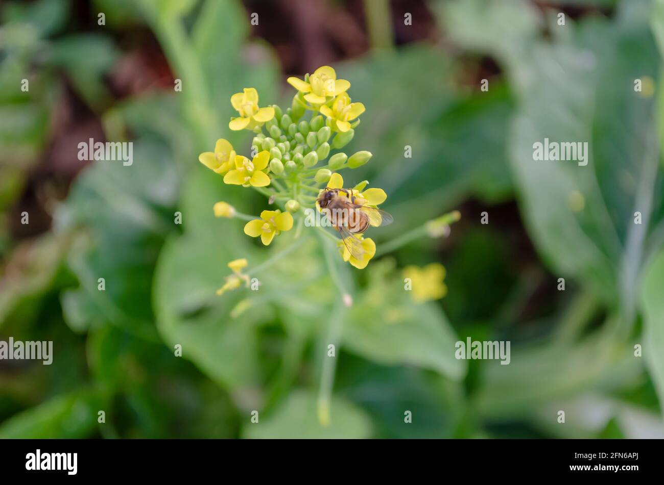 Pak choi flowers hi-res stock photography and images - Alamy