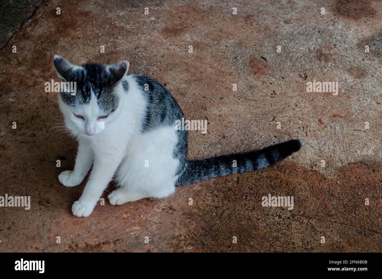 Grey tomcat hi-res stock photography and images - Alamy
