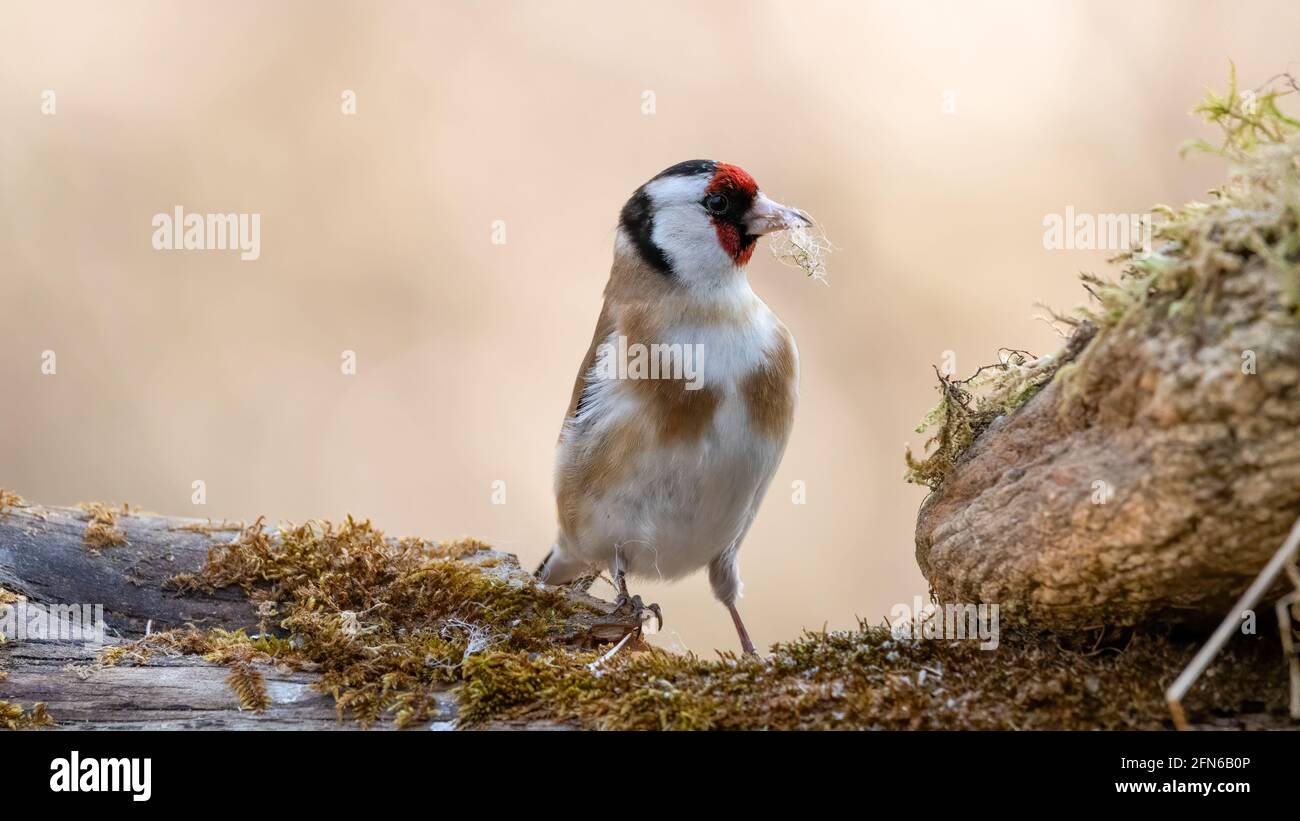 bird, natur, wild lebende tiere, tier, spatz, schnabel, wild, feather ...