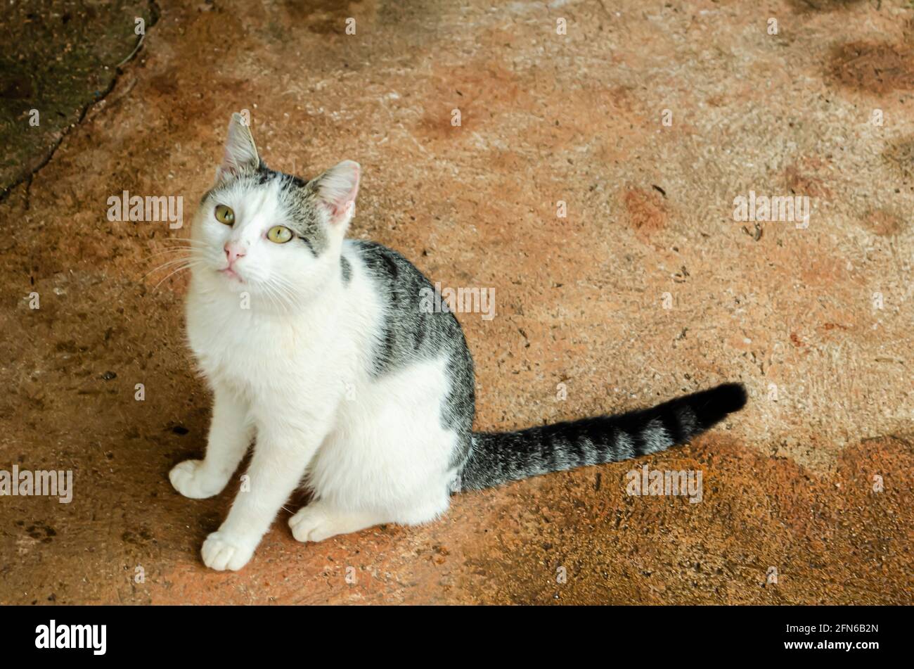 Black Grey And White Cat Stock Photo - Alamy