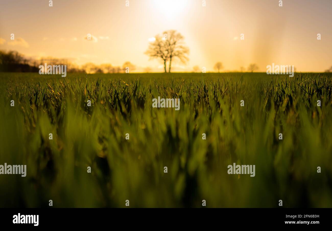 Tree under sun on a green field on sunny day in spring Stock Photo - Alamy
