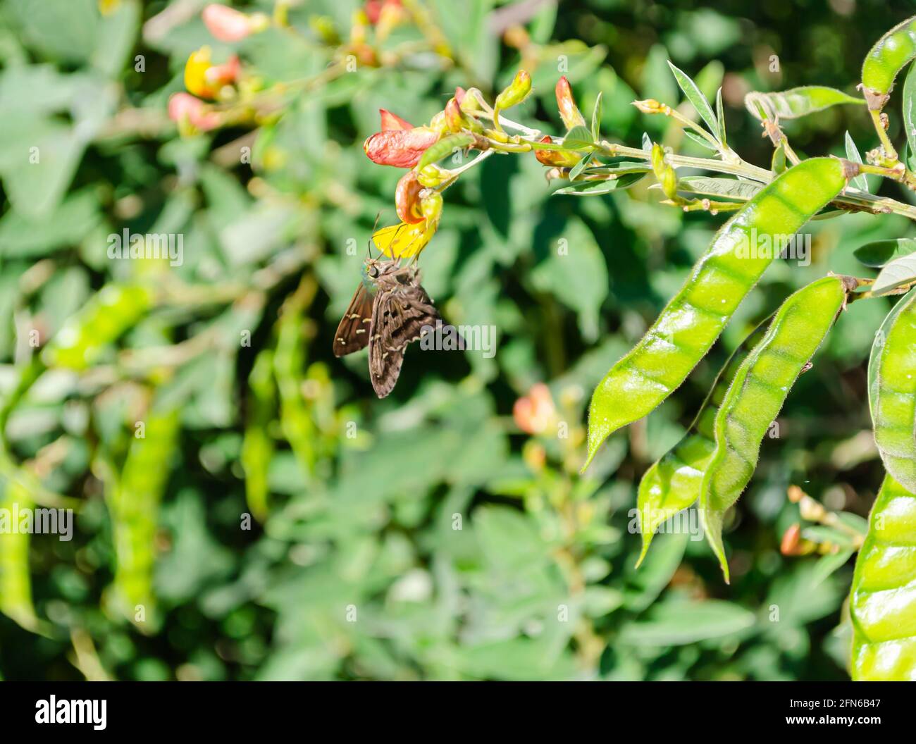 Butterfly beans hi-res stock photography and images - Alamy