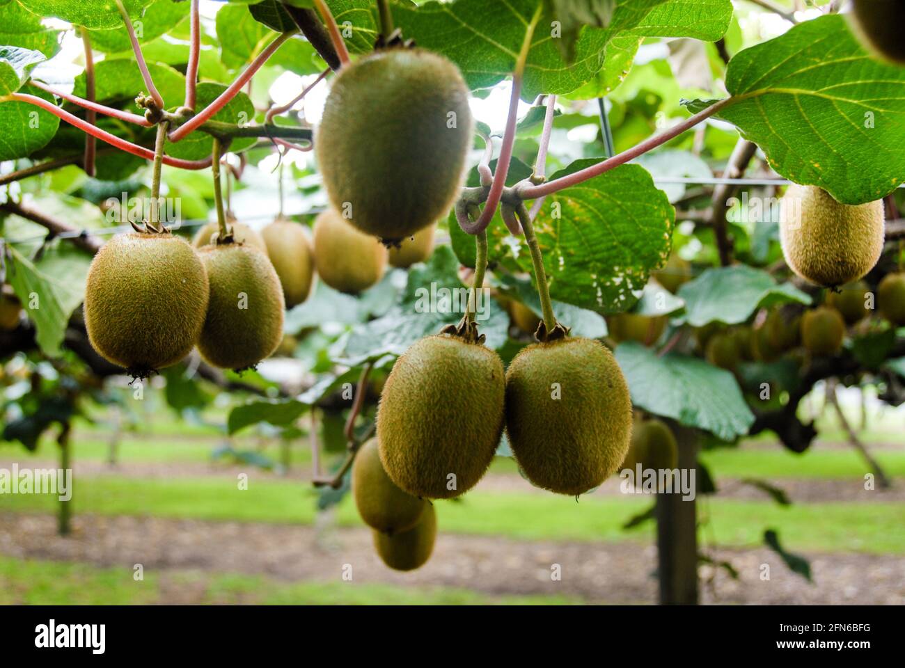 Rich harvest: Kiwi fruits growing on shrubs in a modern Kiwi-farm at Te ...