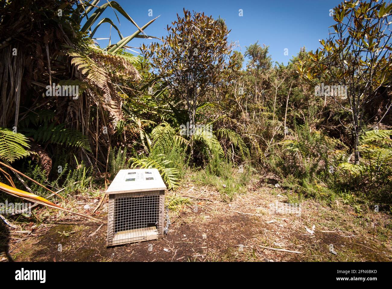 A common sight in the pristine forests of New Zealand: A trap against ...
