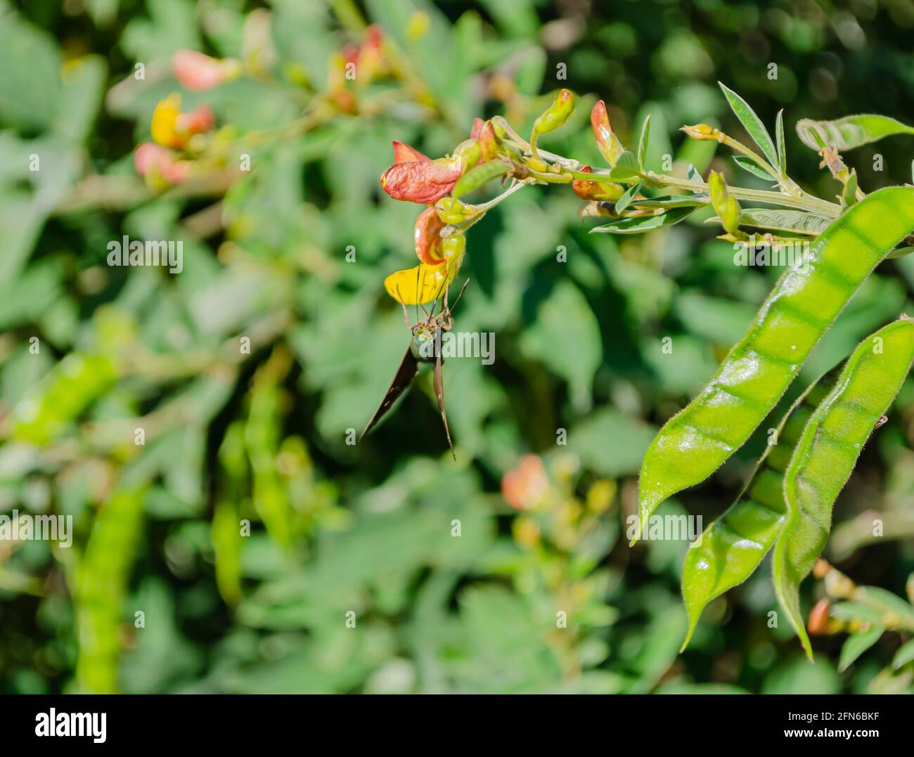 Butterfly face hi-res stock photography and images - Alamy