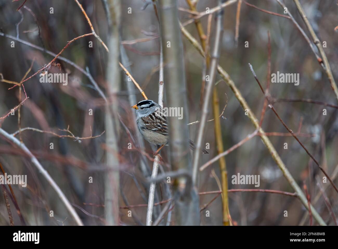 Chickadees in a tree hi-res stock photography and images - Alamy