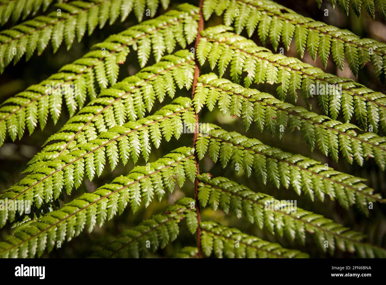 Fern leaves in the dense forest near Greymouth on the Western coast of ...