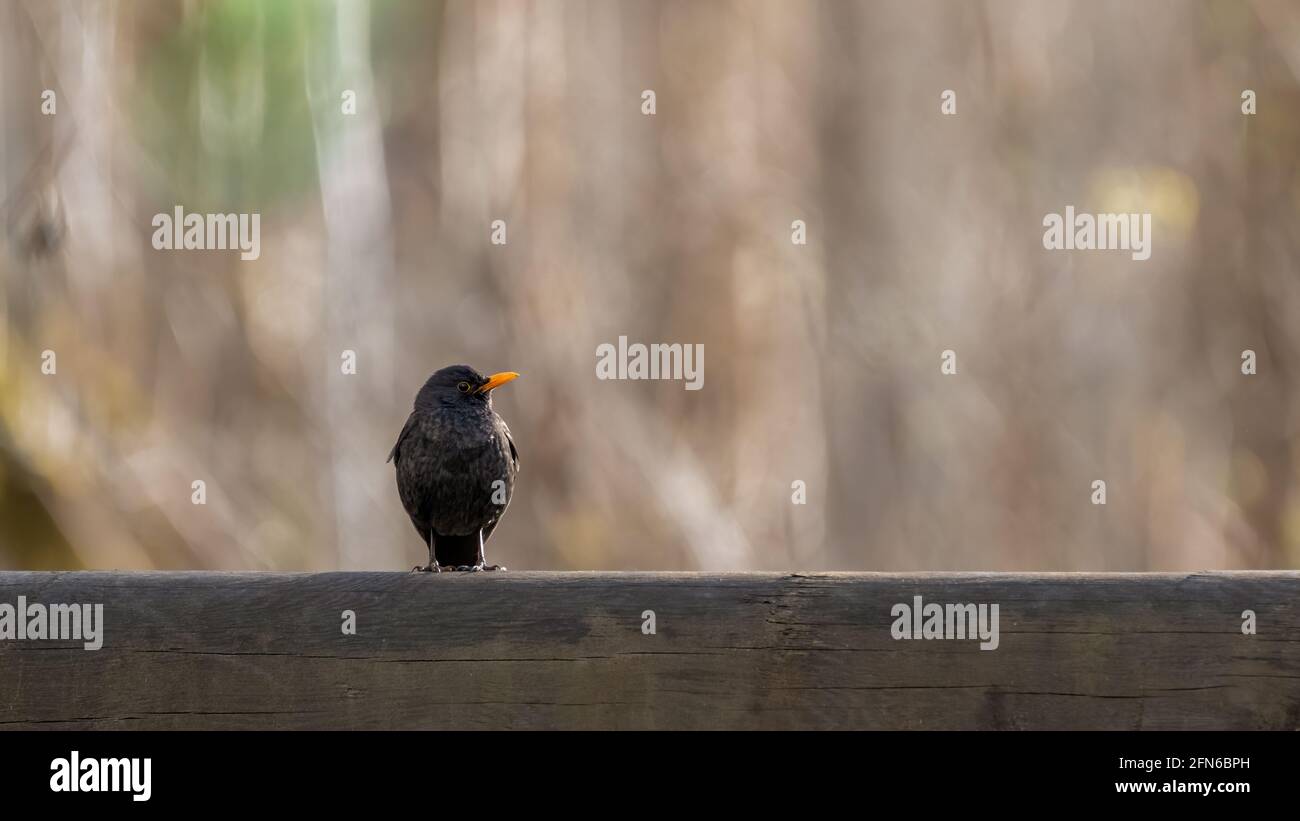 bird, natur, wild lebende tiere, tier, spatz, schnabel, wild, feather ...