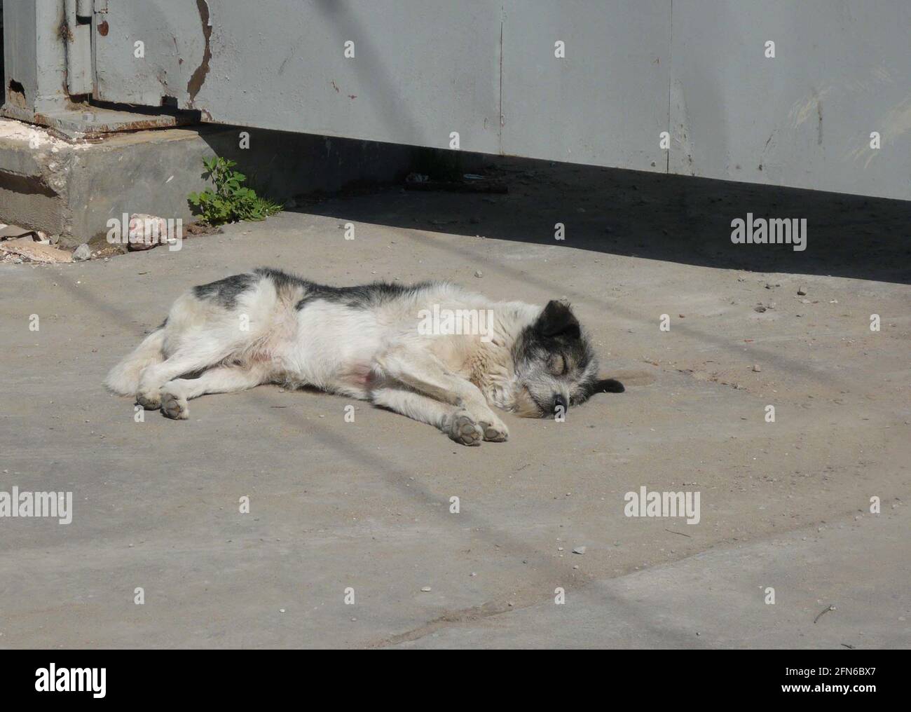 Stray dogs on street hi-res stock photography and images - Alamy