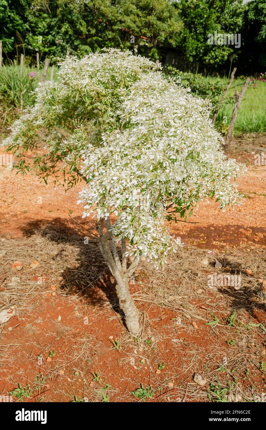 White Euphorbia Tree Stock Photo - Alamy
