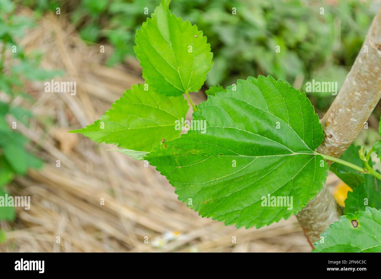Primary leaf hi-res stock photography and images - Alamy