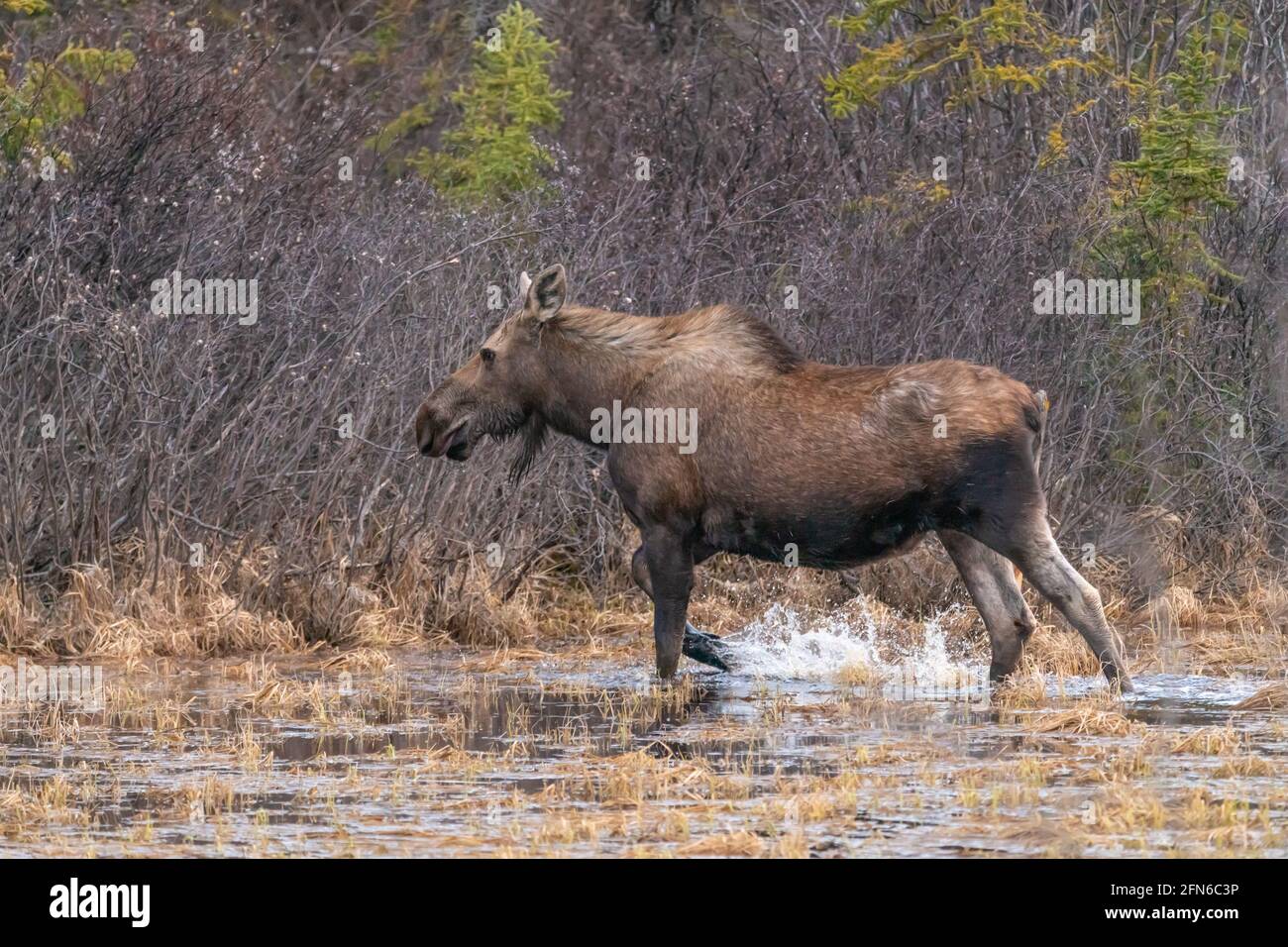 Highway through the wilderness hi-res stock photography and images - Alamy